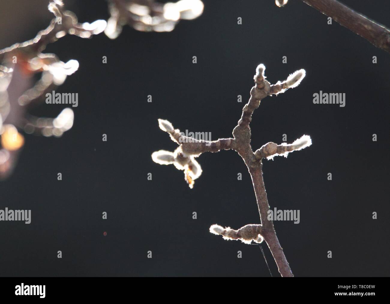 Close up of isolated fluffy white catkins on bare branches of magnolia ...