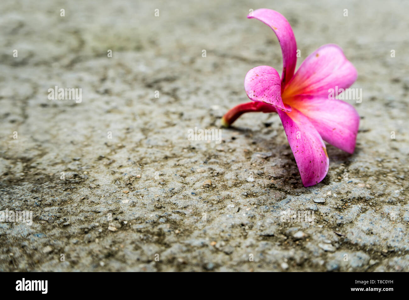 Yellow weed on concrete hi-res stock photography and images - Alamy