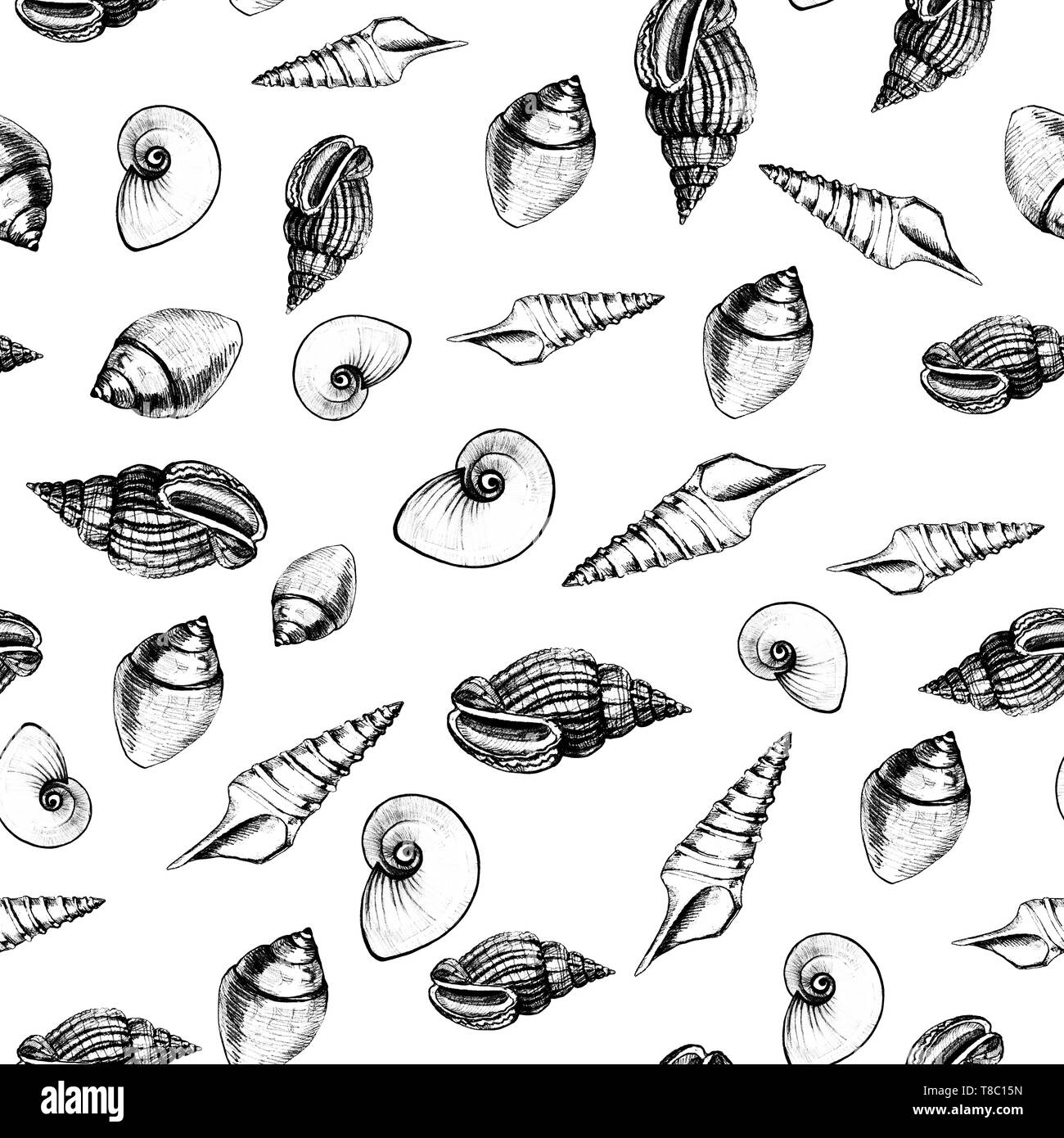 Tropical seashell on beach Black and White Stock Photos & Images - Alamy