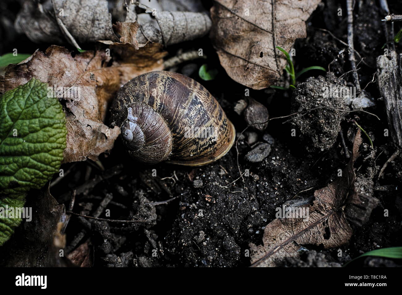 Snails shell hi-res stock photography and images - Alamy