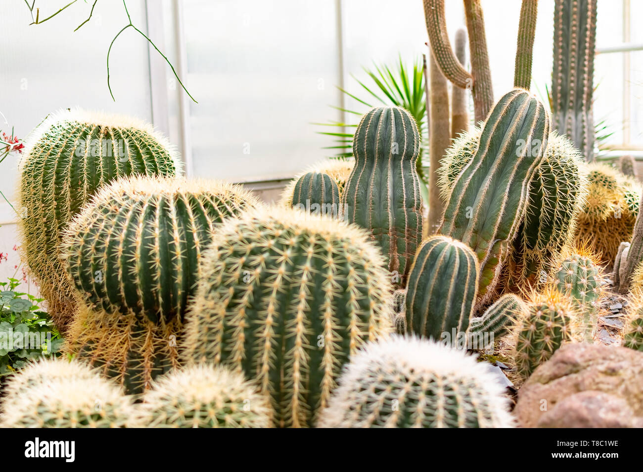 Novy Dvur, Oprava, Czech Republic, 26 April 2019 - Greenhouse at ...