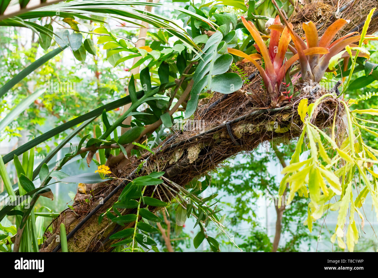 Novy Dvur, Oprava, Czech Republic, 26 April 2019 - Greenhouse at ...