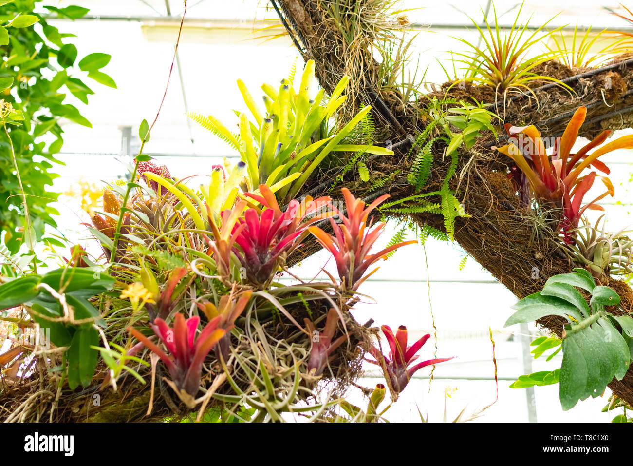 Novy Dvur, Oprava, Czech Republic, 26 April 2019 - Greenhouse at ...
