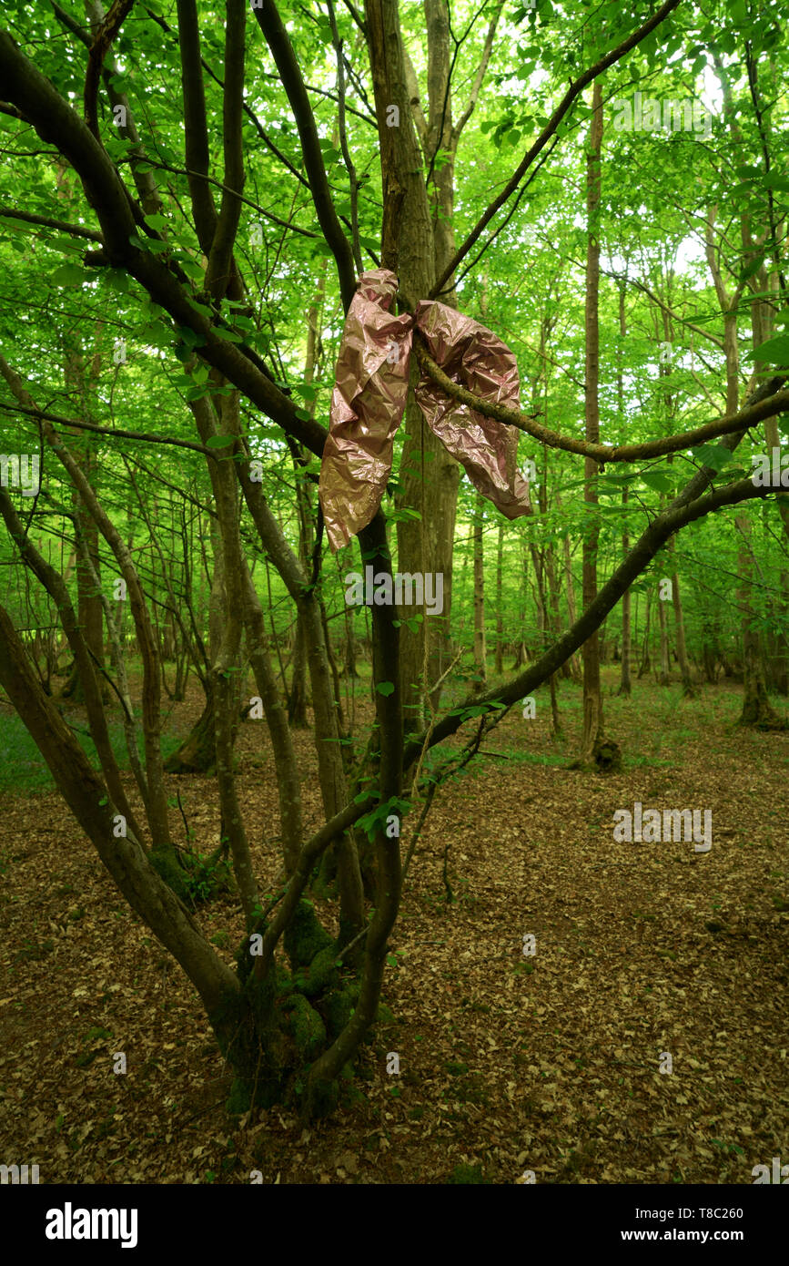 Helium balloon debris hanging in a tree littering woodland Stock Photo ...