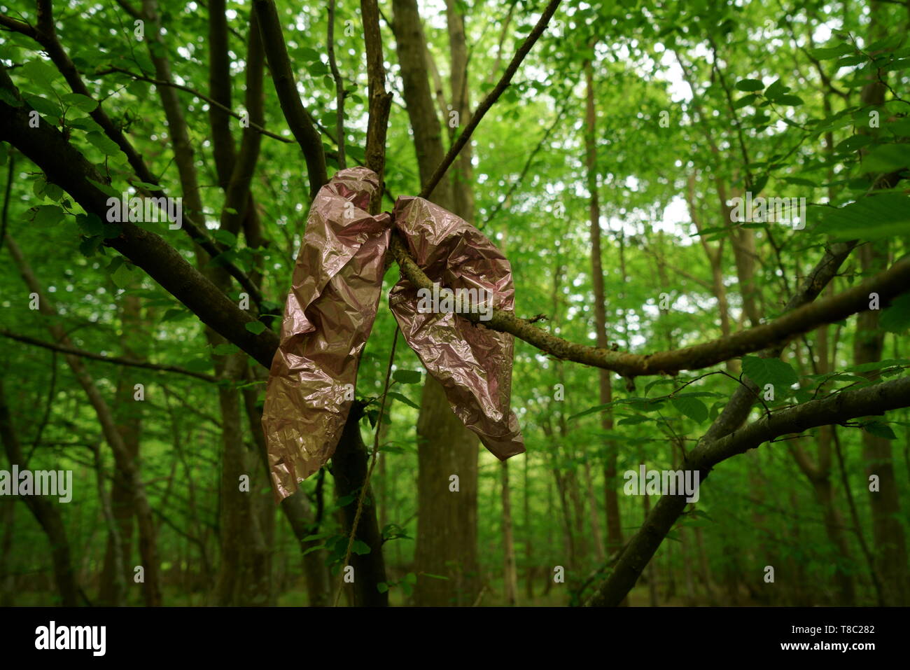 Helium balloon debris hanging in a tree littering woodland Stock Photo ...