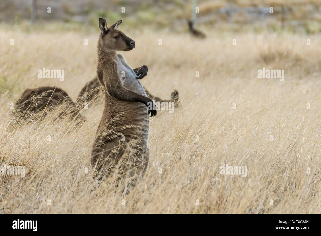 Beautiful kangaroo scratches his chest while standing in a field ...