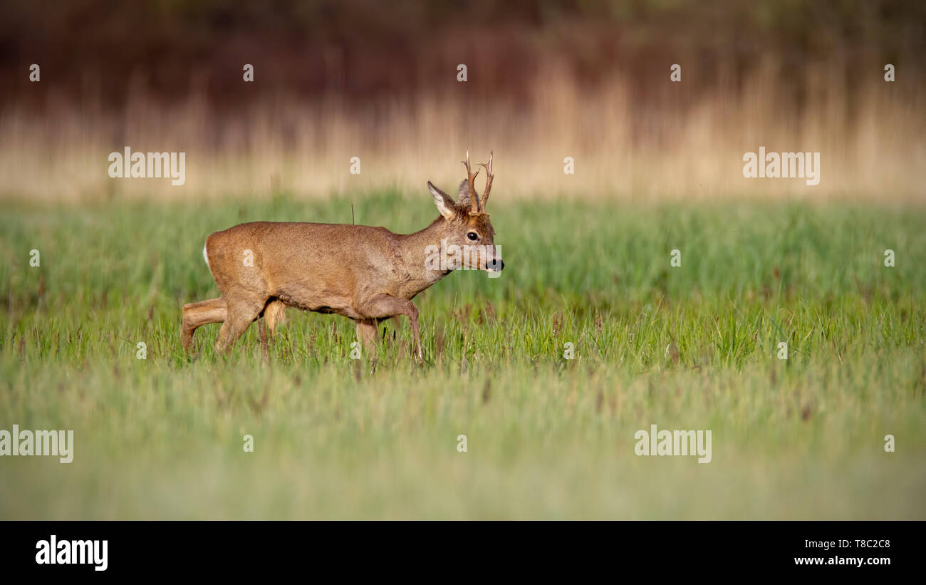 Roe deer, capreolus capreolus, buck in winter coat in spring walking on ...