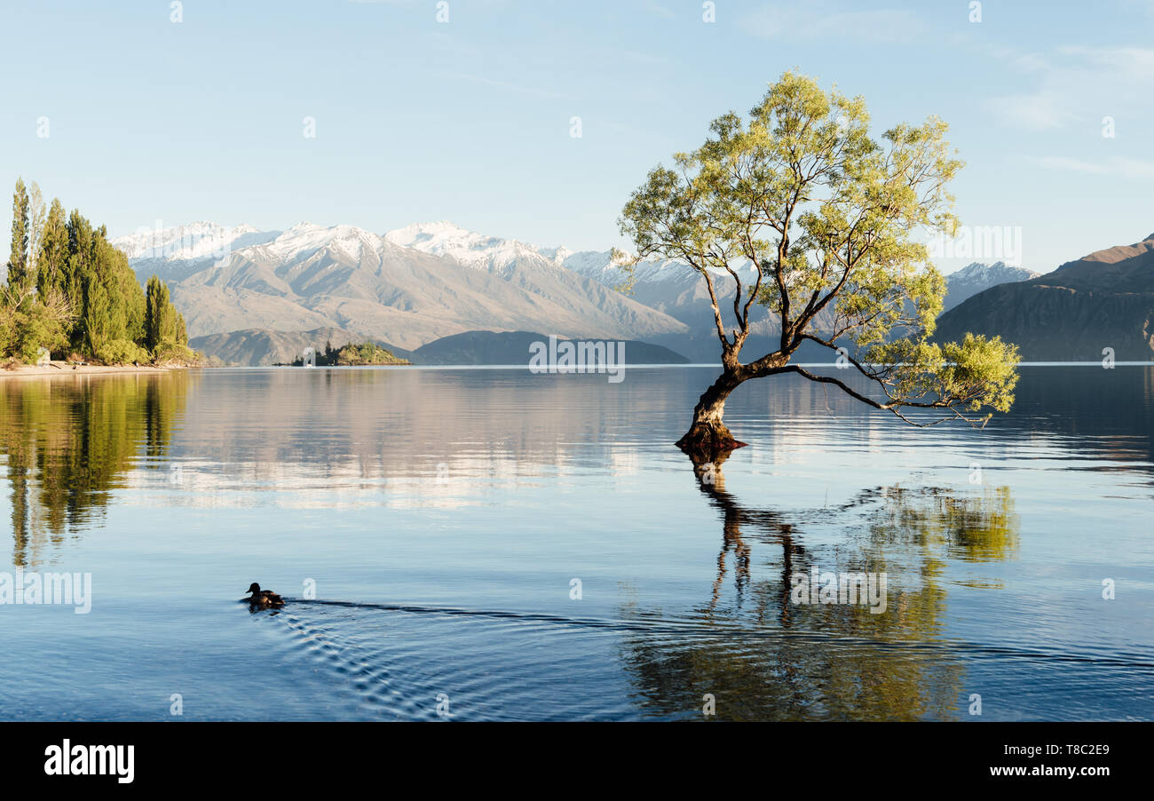 Tree of wanaka hi-res stock photography and images - Alamy