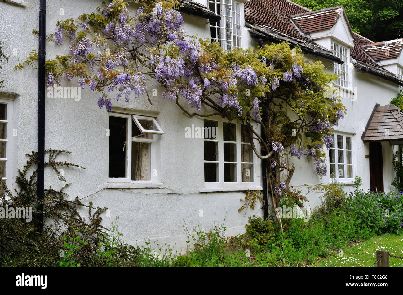 Wisteria on a cottage in Higher Bockhampton, Dorset, close to the ...
