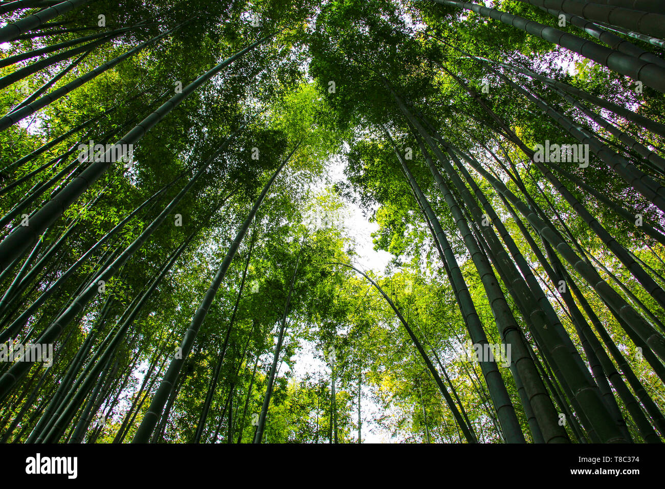 Canopy of bamboo trees hi-res stock photography and images - Alamy