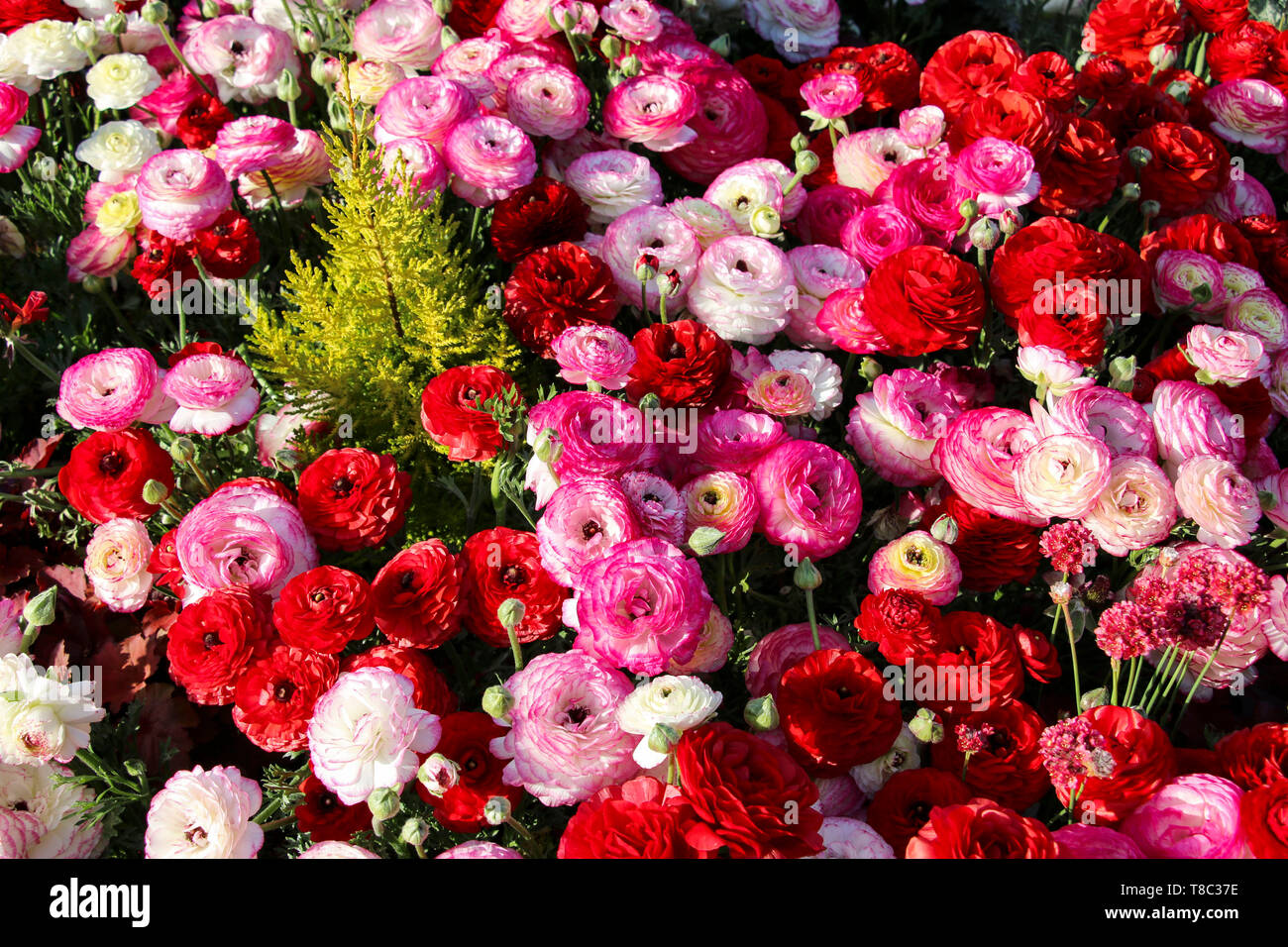 Colorful, bright field of blooming pink and red Ranunculus among green ...