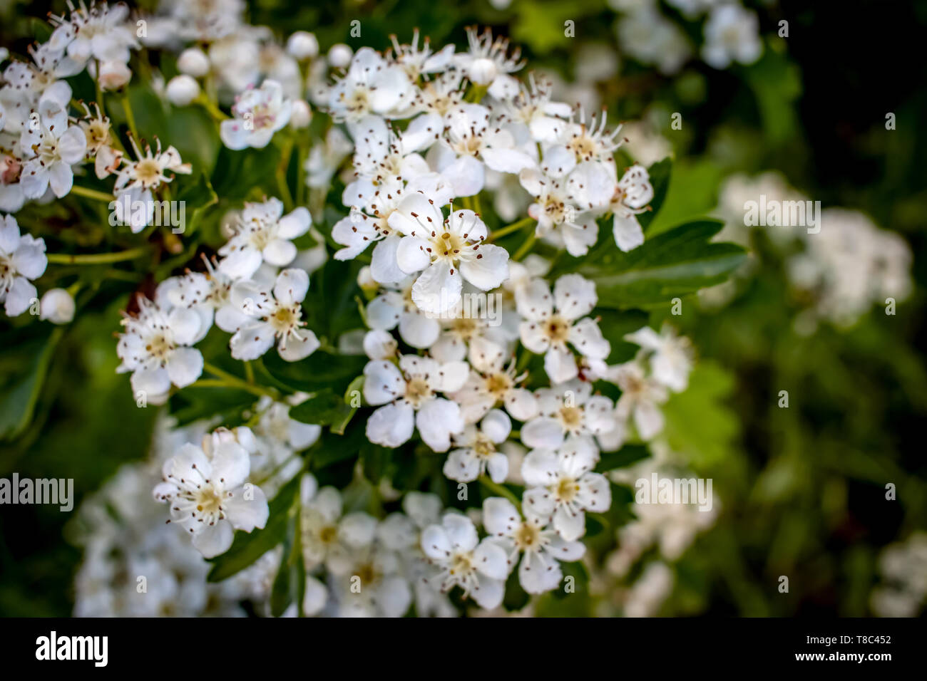 Close-up of common Hawthorn Stock Photo - Alamy