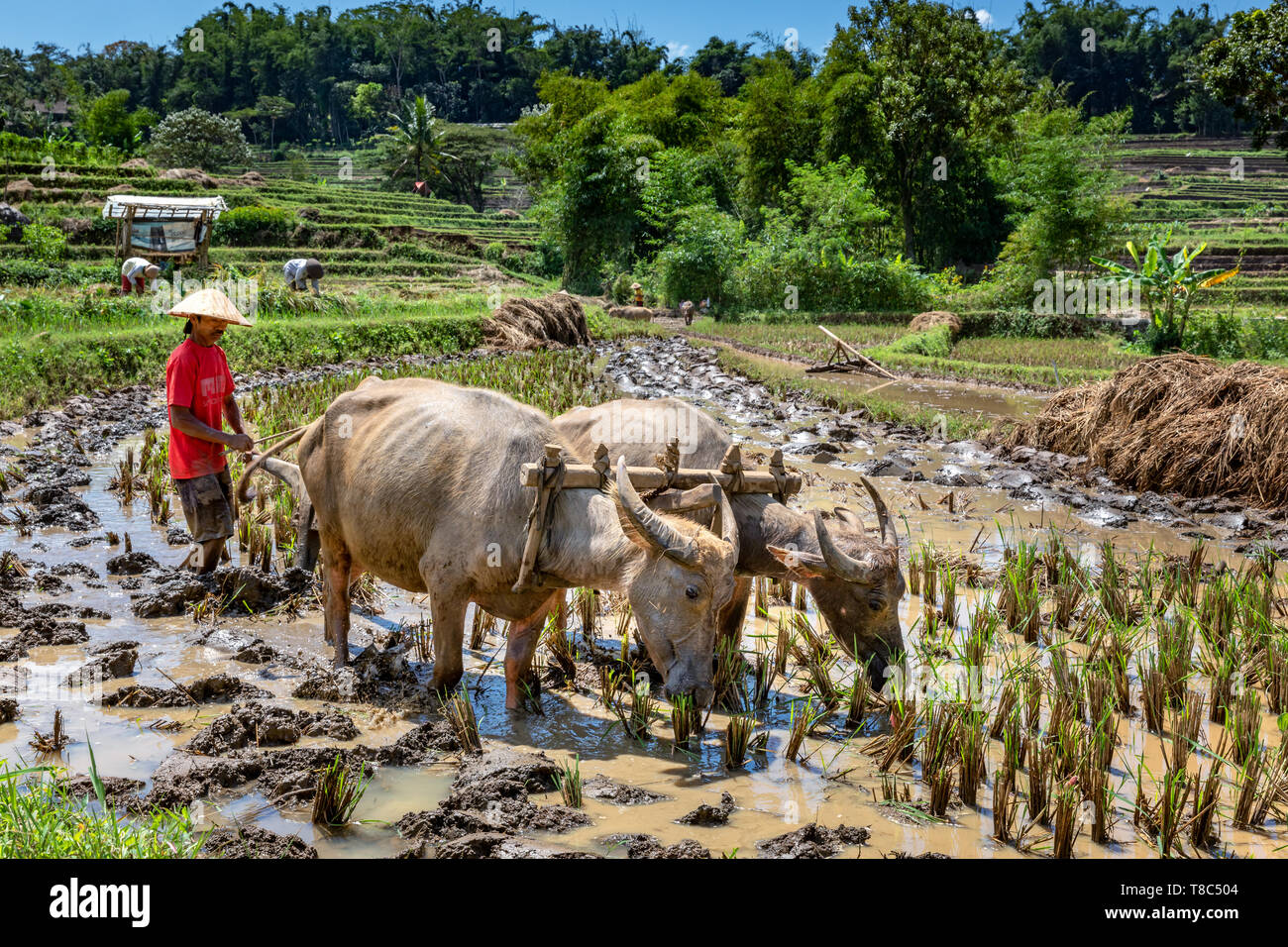 Indonesian rice farmer, Central Java, Indonesia Stock Photo - Alamy