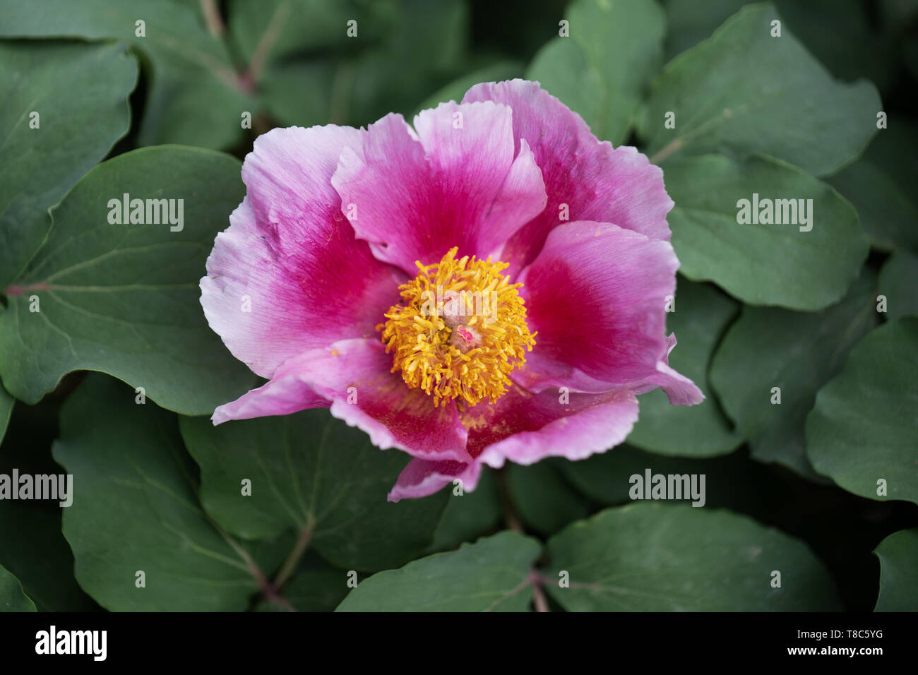 Paeonia tenuifolia peony flower blooming, family: Paeoniaceae, region ...