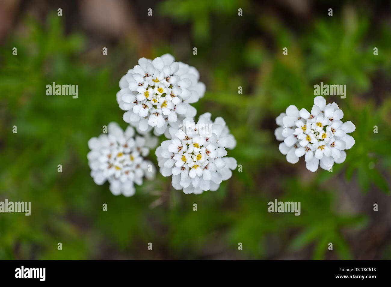 Iberis sempervirens, the evergreen candytuft or perennial candytuft ...