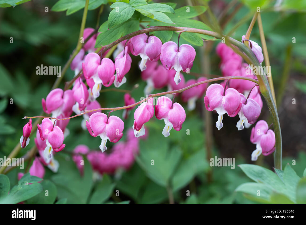 Lamprocapnos spectabilis Bleeding Heart flowers (syn. Dicentra ...