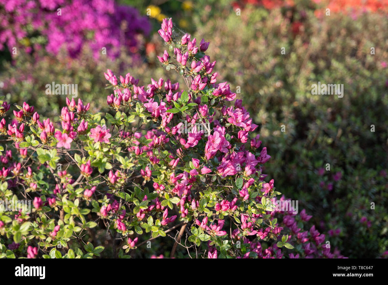 Red pink rhododendron azalea hi-res stock photography and images - Alamy