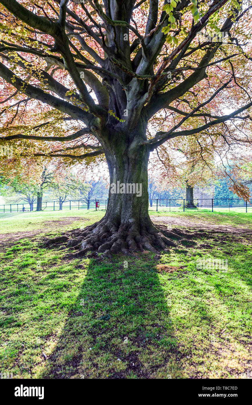 large old tree growing in british park Stock Photo - Alamy
