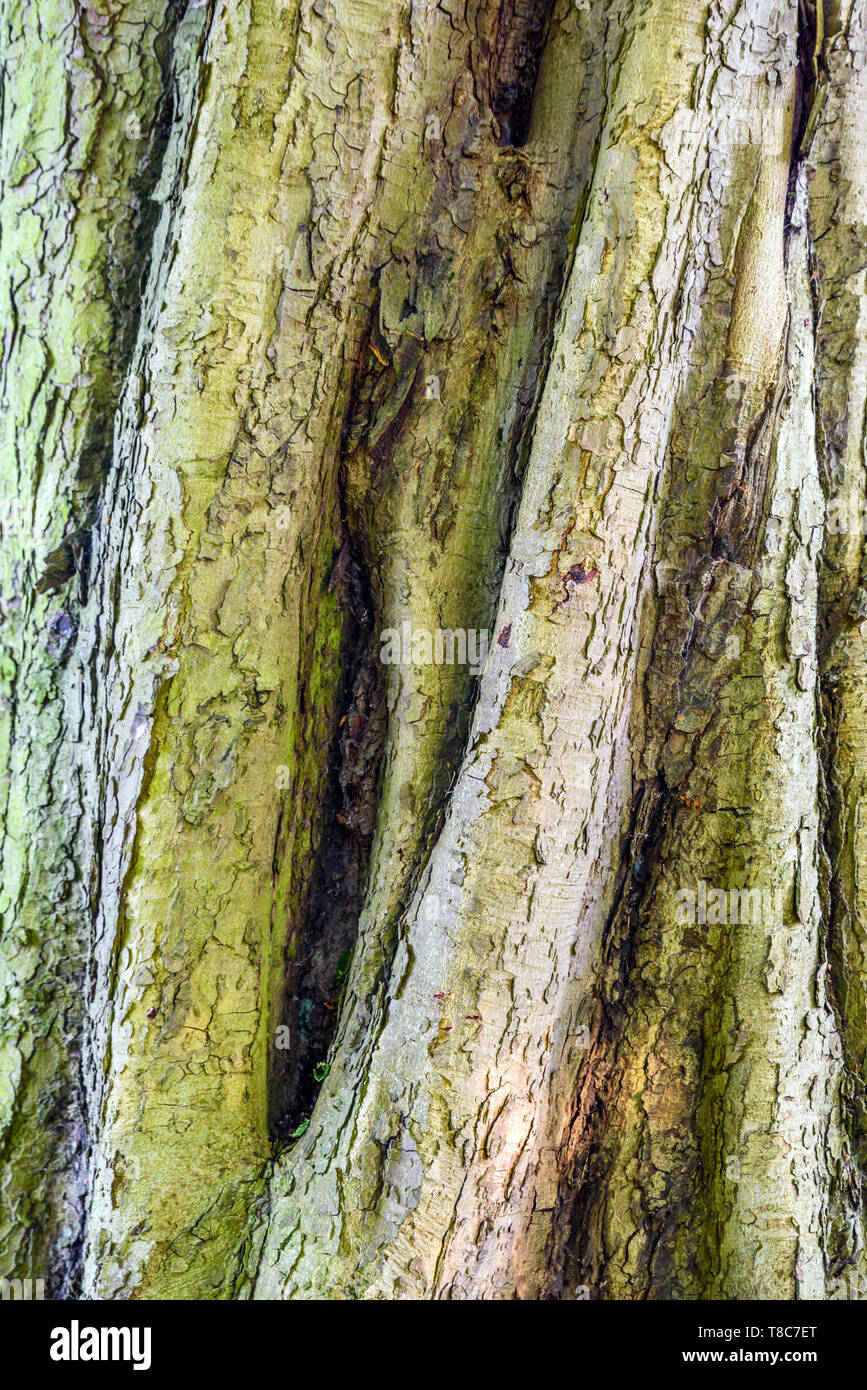 background texture of large old tree growing in british park Stock ...