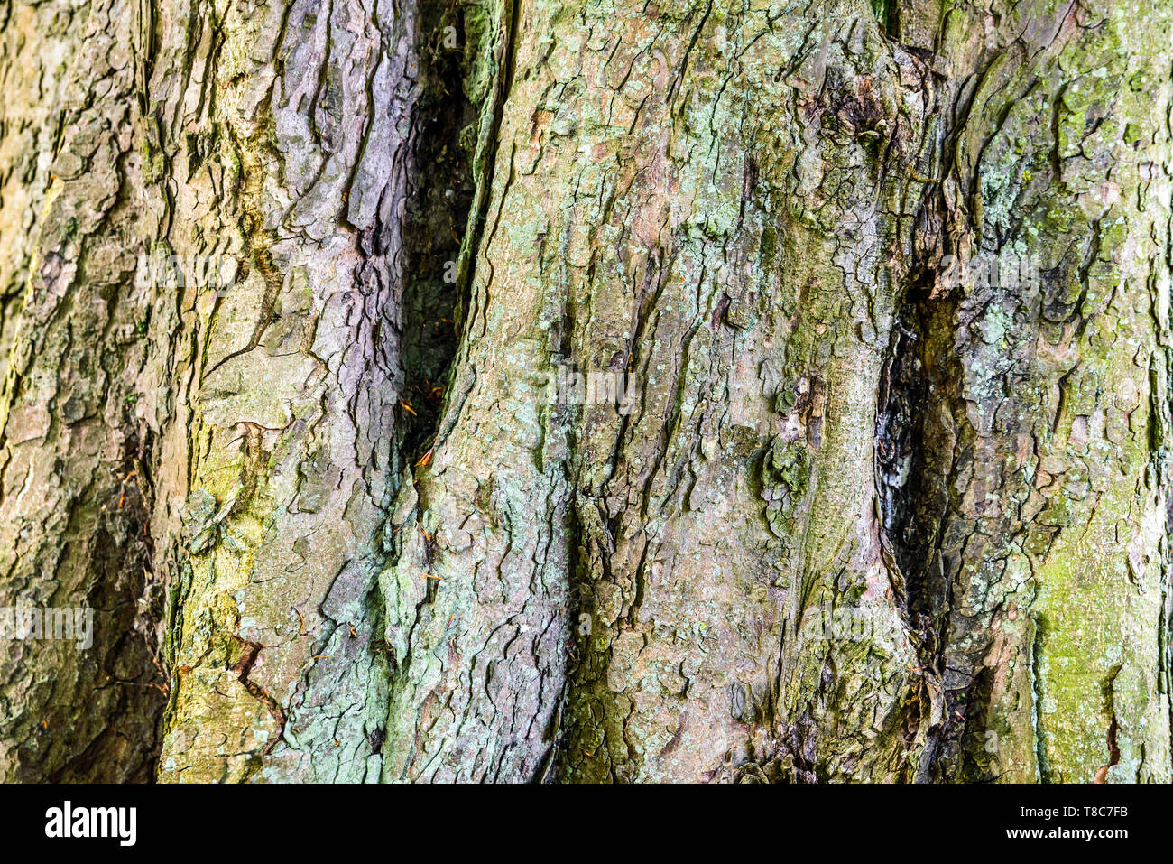 background texture of large old tree growing in british park Stock ...