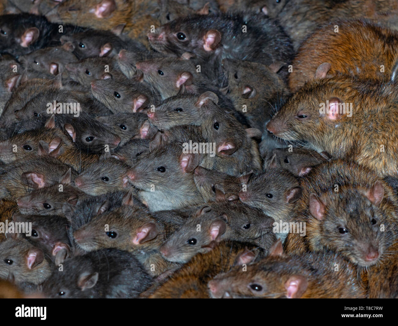 Brown Rats Rattus norvegicus in farm barn Stock Photo - Alamy