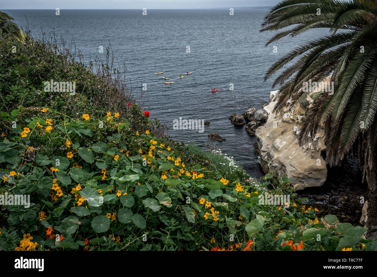 Springtime in full display along the California Coast in San Diego USA ...
