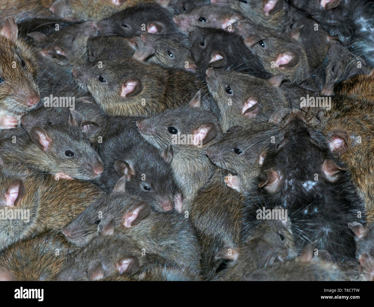 Brown Rats Rattus norvegicus in farm barn Stock Photo - Alamy