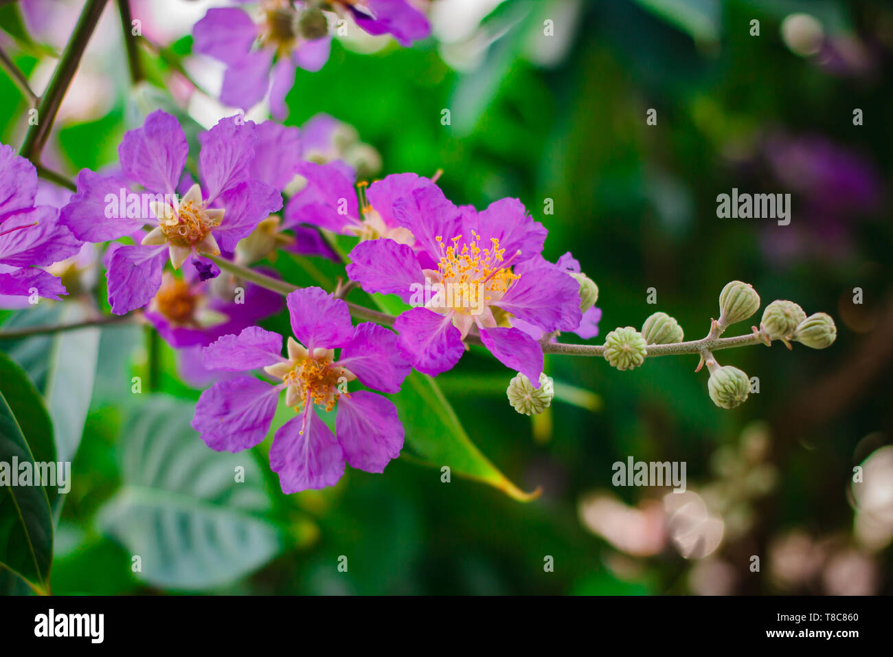 Inthanin, Queen's flower, large tree with beautiful purple flowers and ...