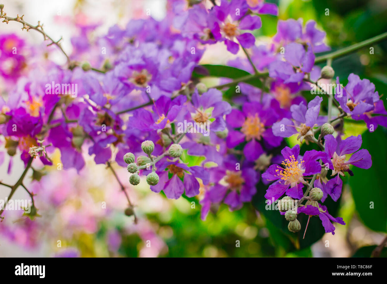 Inthanin, Queen's flower, large tree with beautiful purple flowers and ...