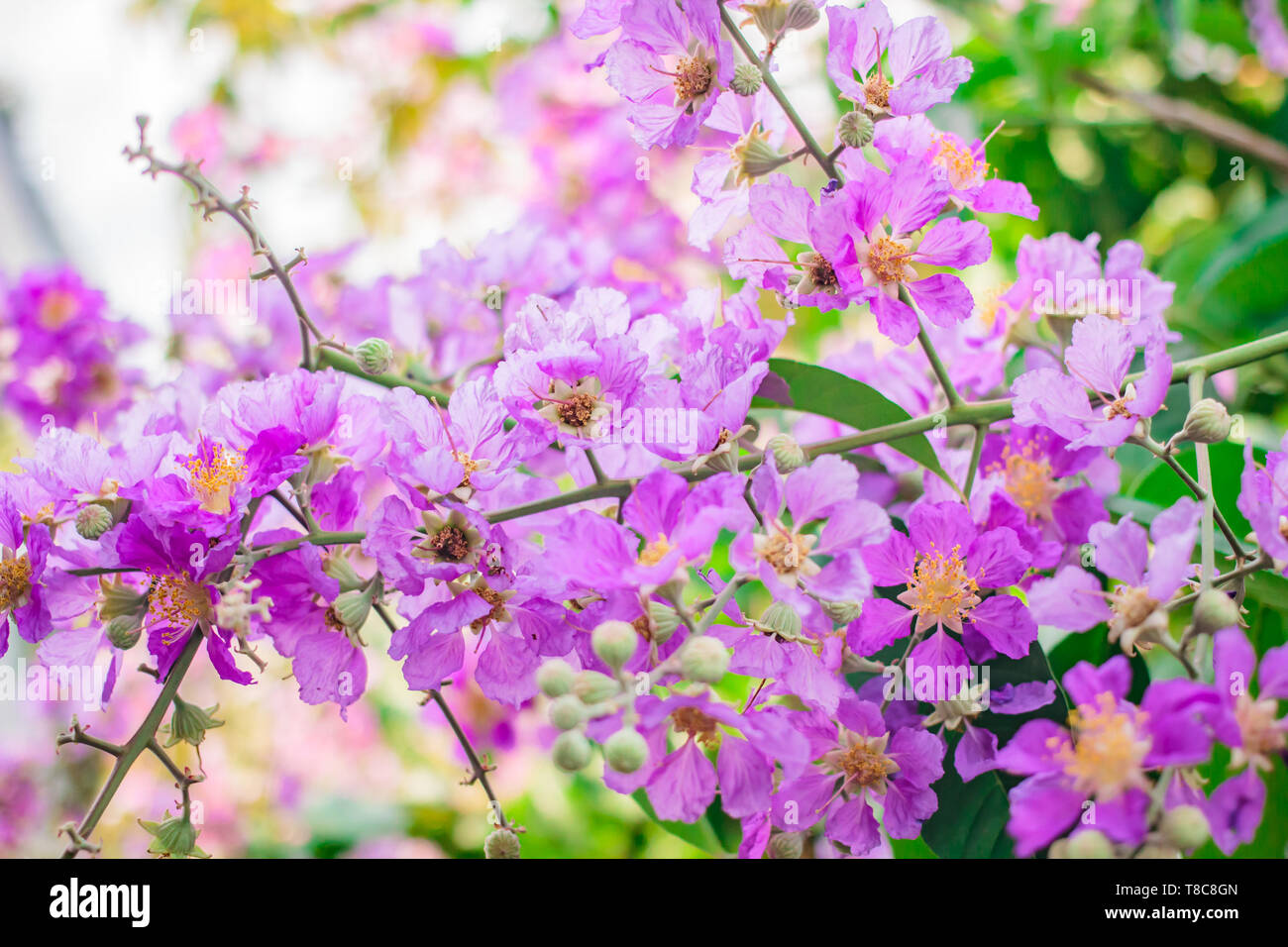 Inthanin tree hi-res stock photography and images - Alamy