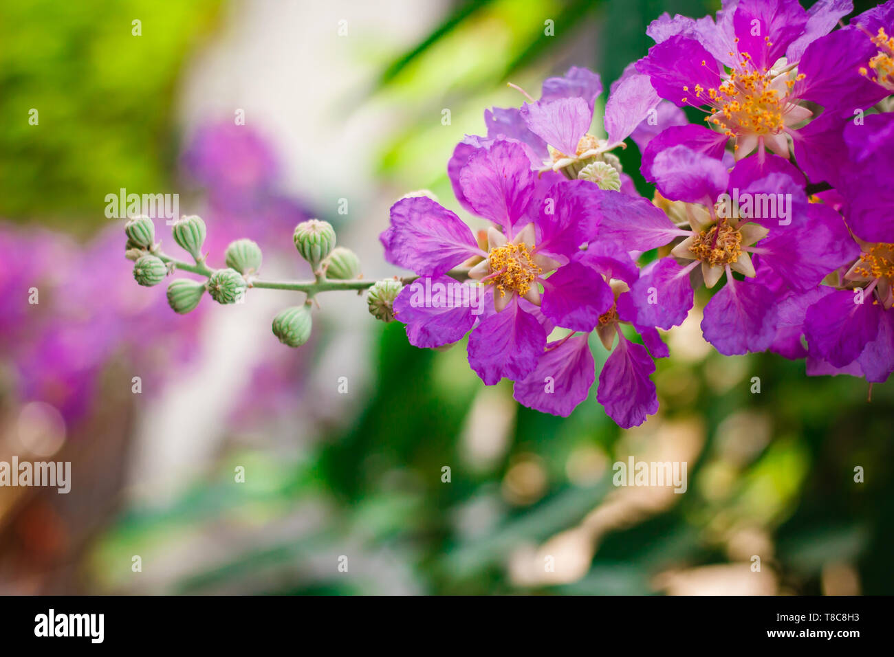 Inthanin, Queen's flower, large tree with beautiful purple flowers and ...