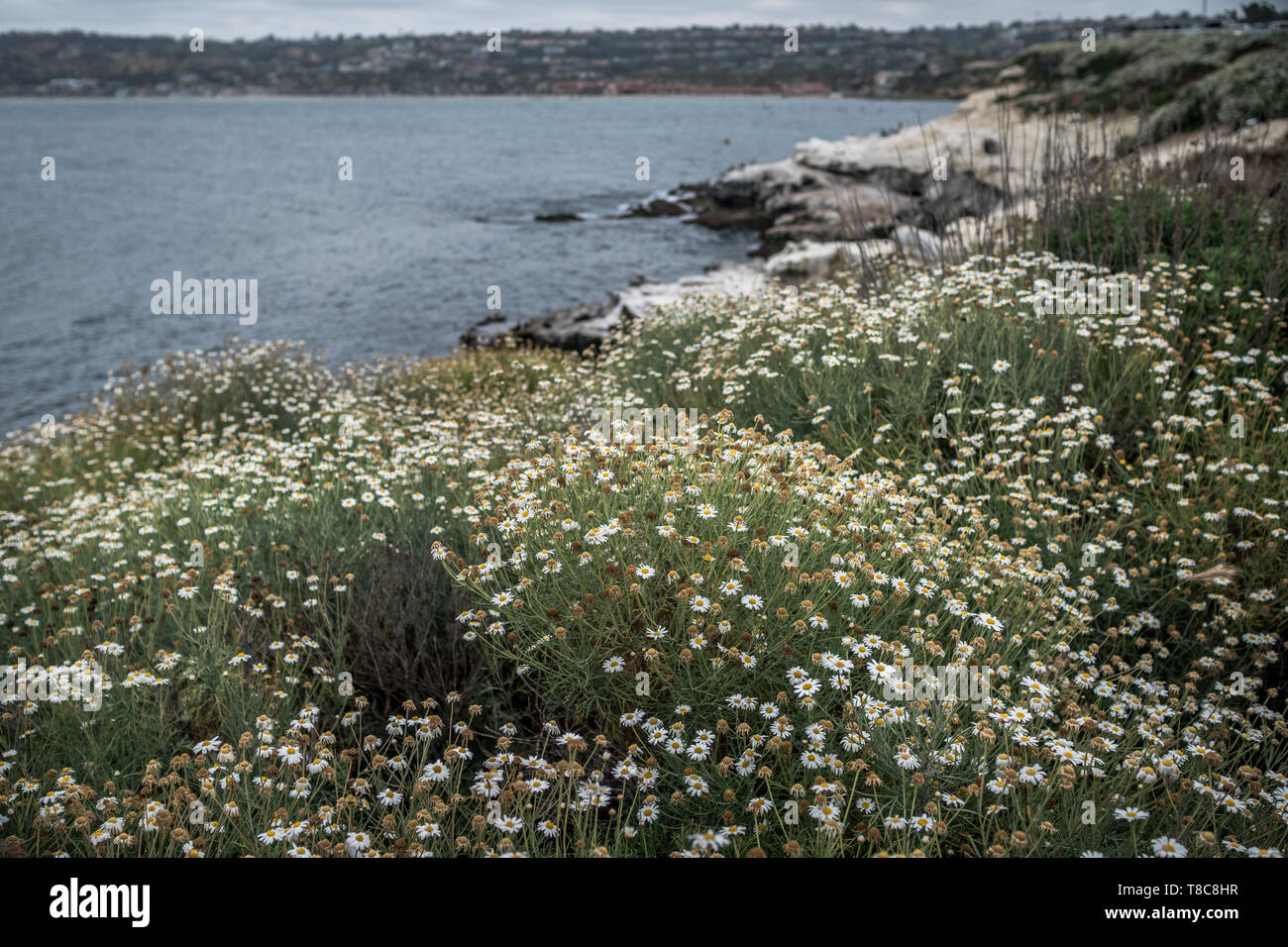 Springtime in full display along the California Coast in San Diego USA ...