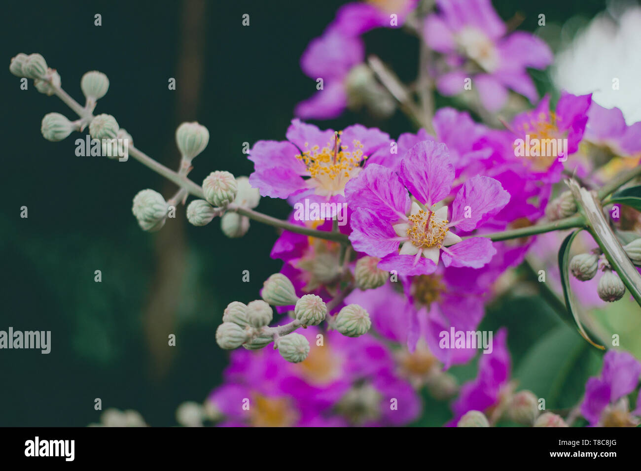 Queen crape myrtle flower hi-res stock photography and images - Alamy
