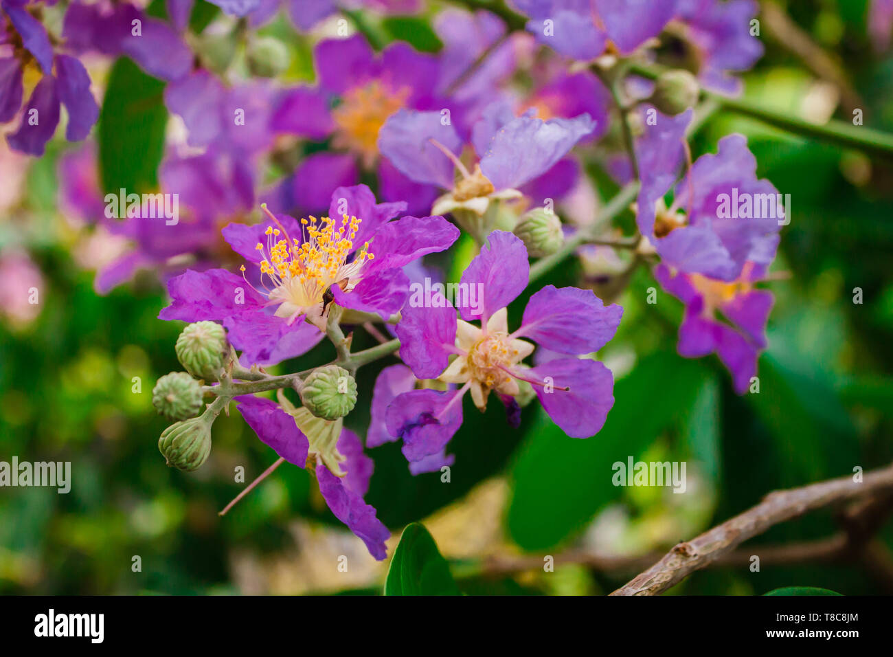 Inthanin, Queen's flower, large tree with beautiful purple flowers and ...