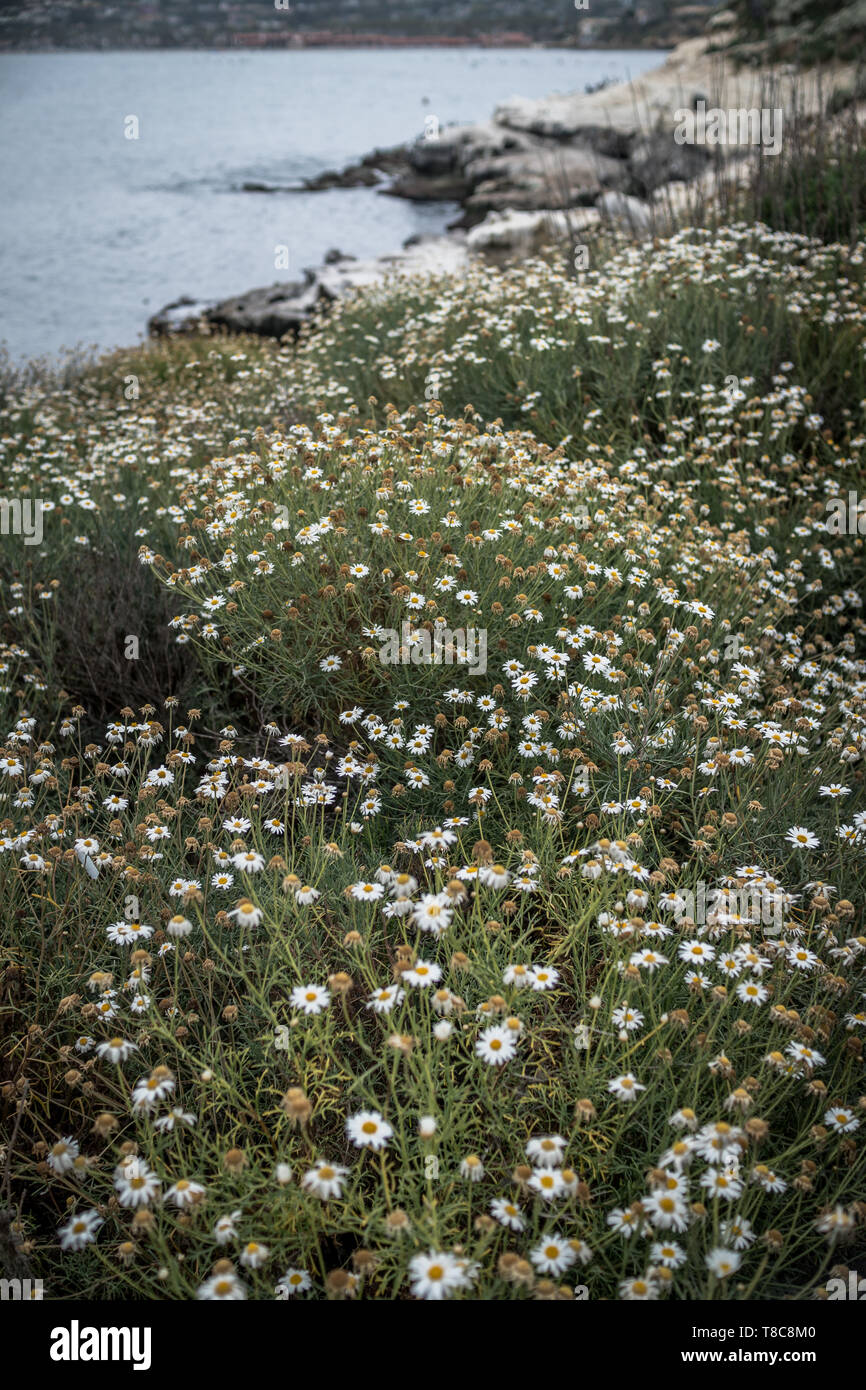 Springtime in full display along the California Coast in San Diego USA ...