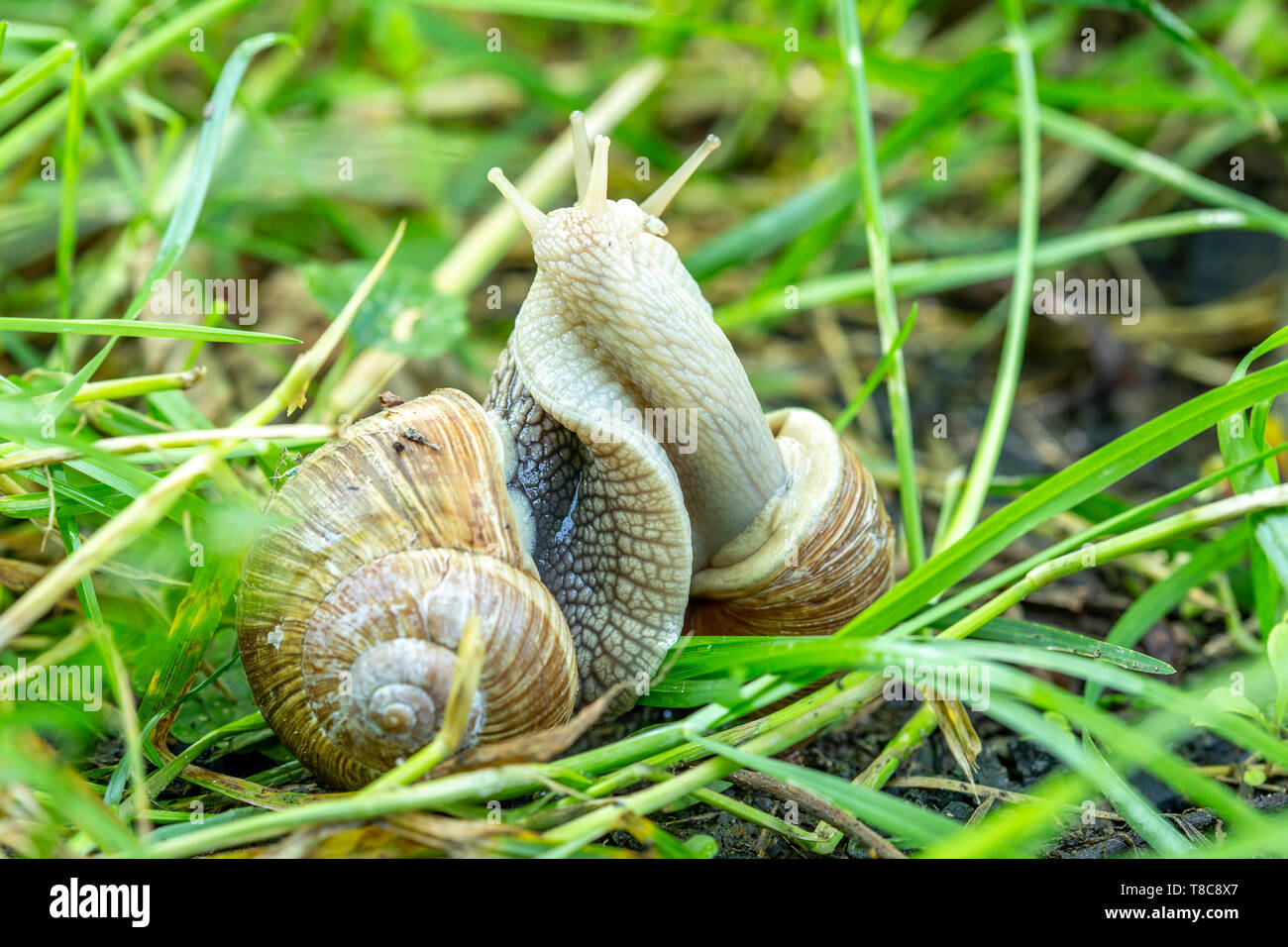 Snails kissing hi-res stock photography and images - Alamy