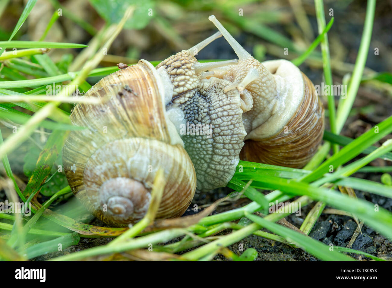 Snails kissing hi-res stock photography and images - Alamy