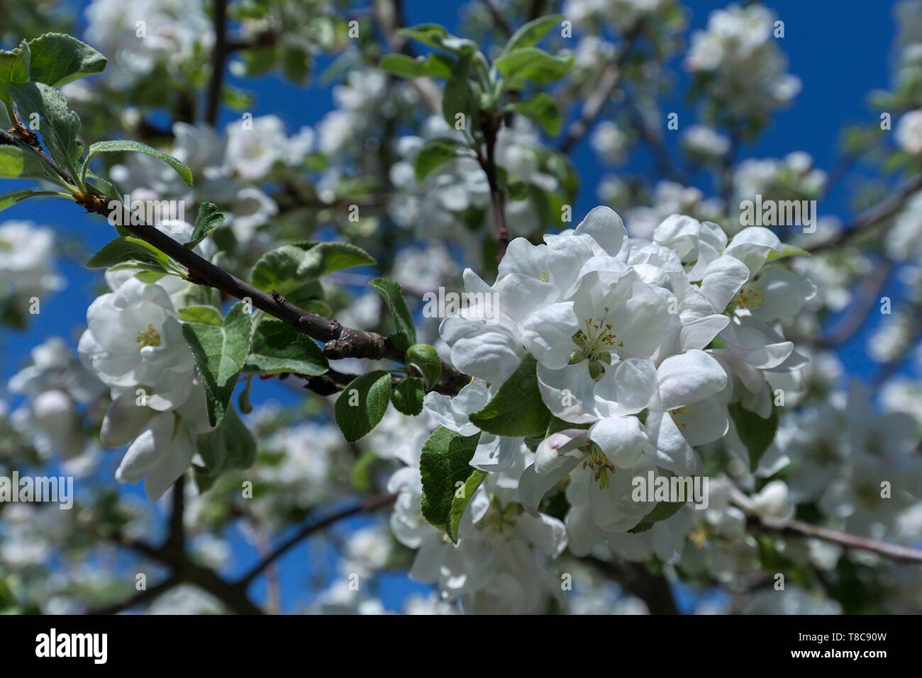 White apple blossom (Malus), branch, Bavaria, Germany Stock Photo - Alamy