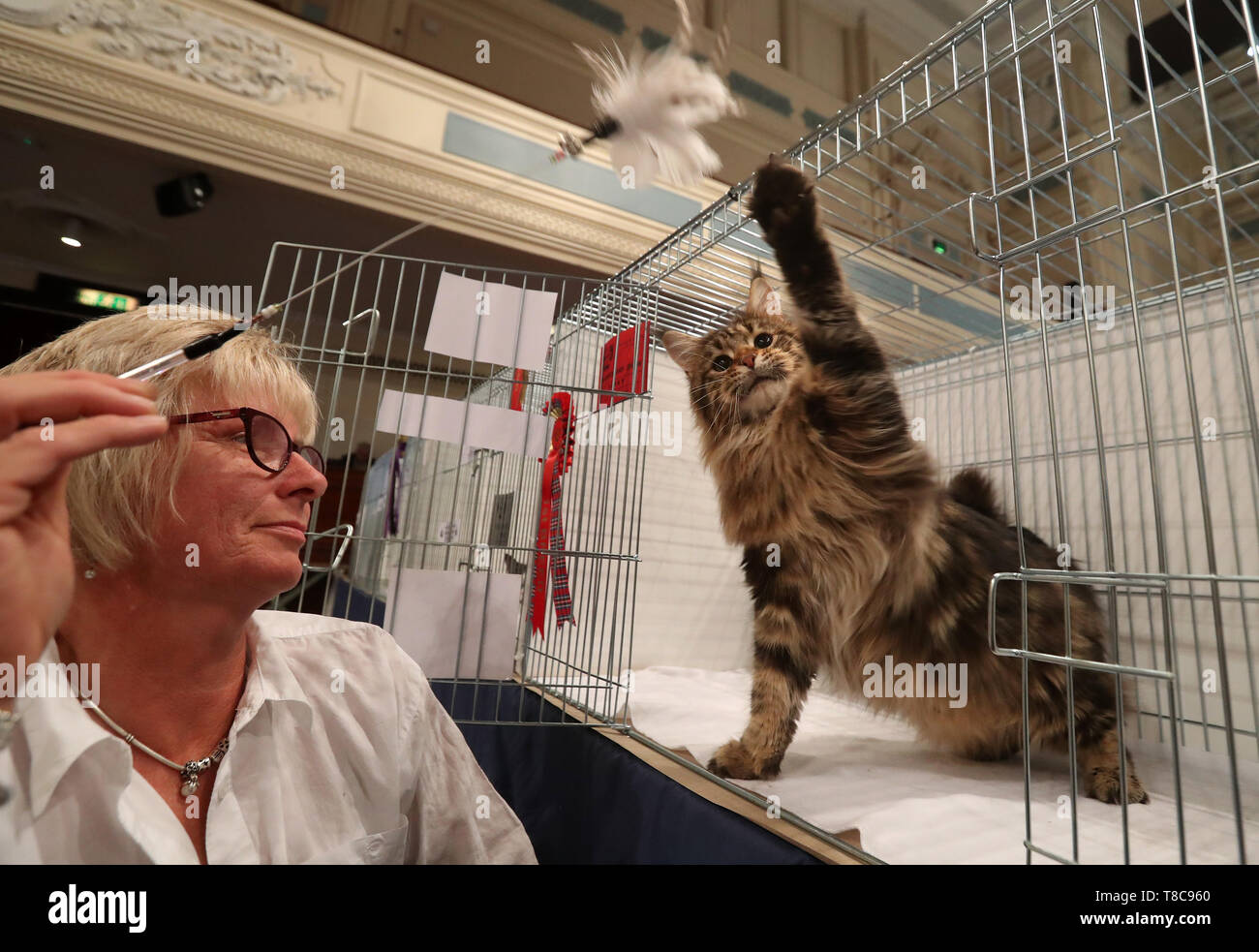 Julie Gregson with Skyla the Maine Coon cat at the Nor' East of ...