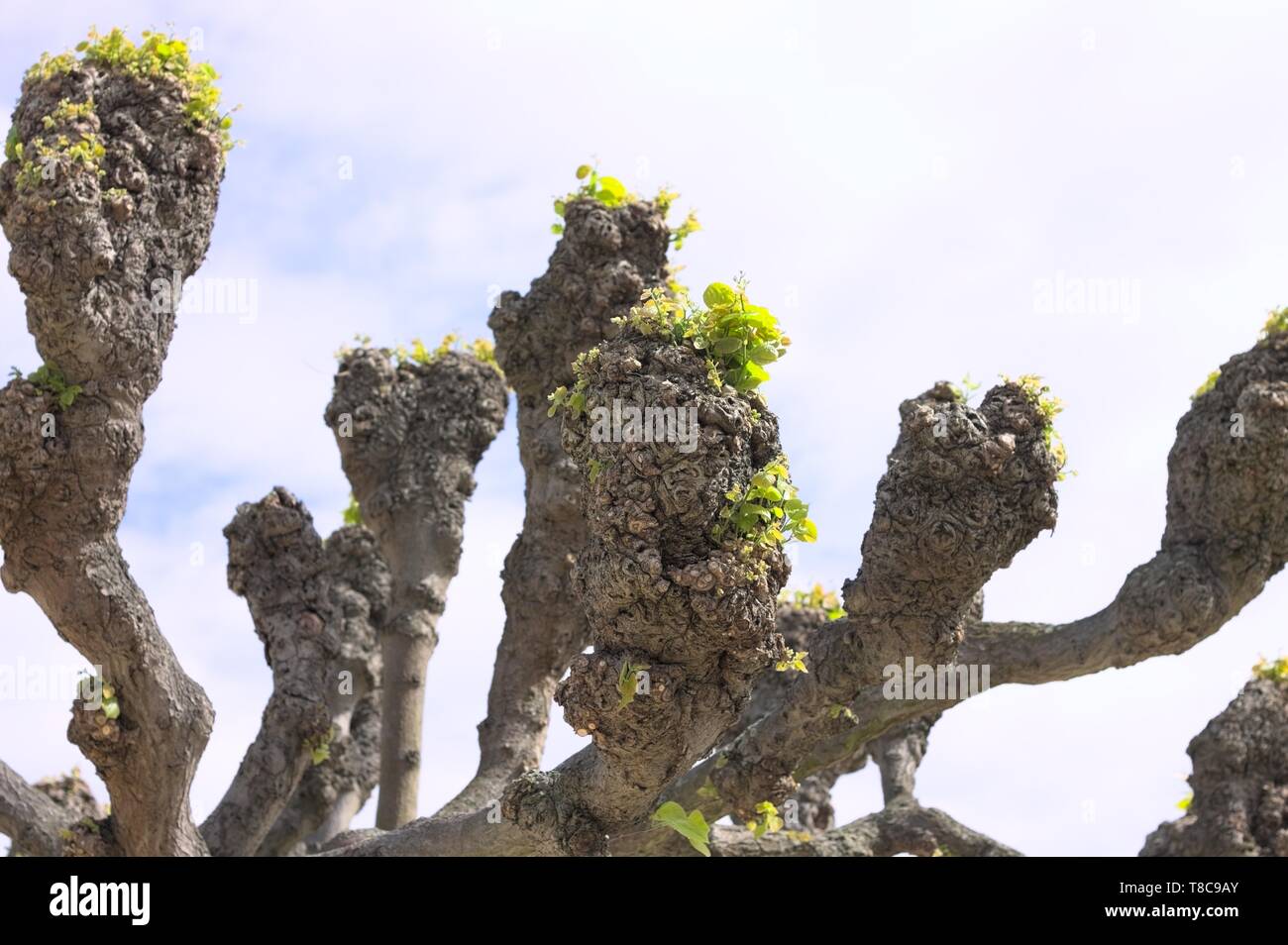 Detail of the branches of a tree (Germany, Europe Stock Photo - Alamy