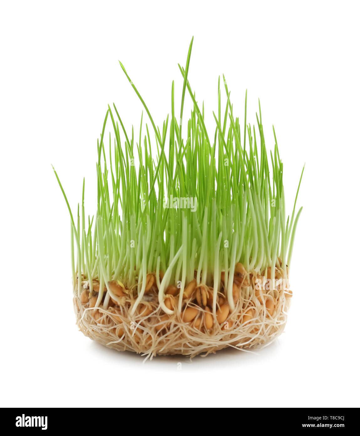 Wheat seedling roots hi-res stock photography and images - Alamy