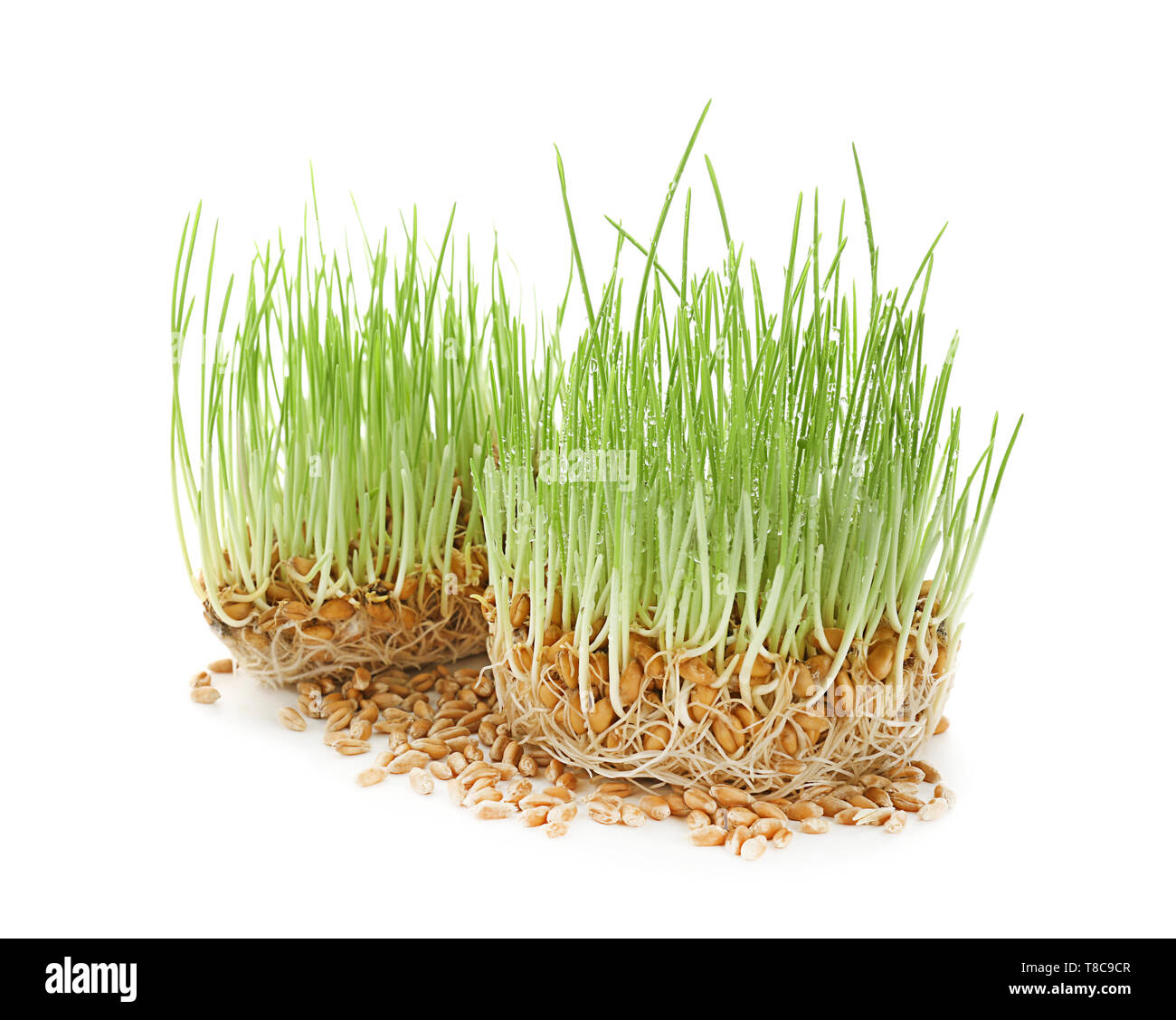Wheat seedling roots hi-res stock photography and images - Alamy
