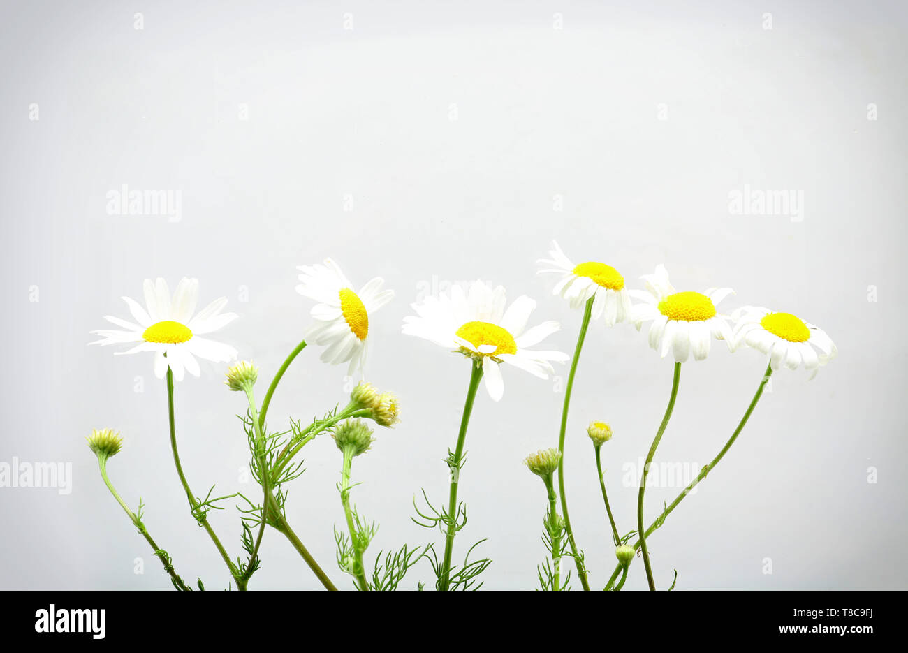 Fresh chamomile flowers on white background Stock Photo - Alamy