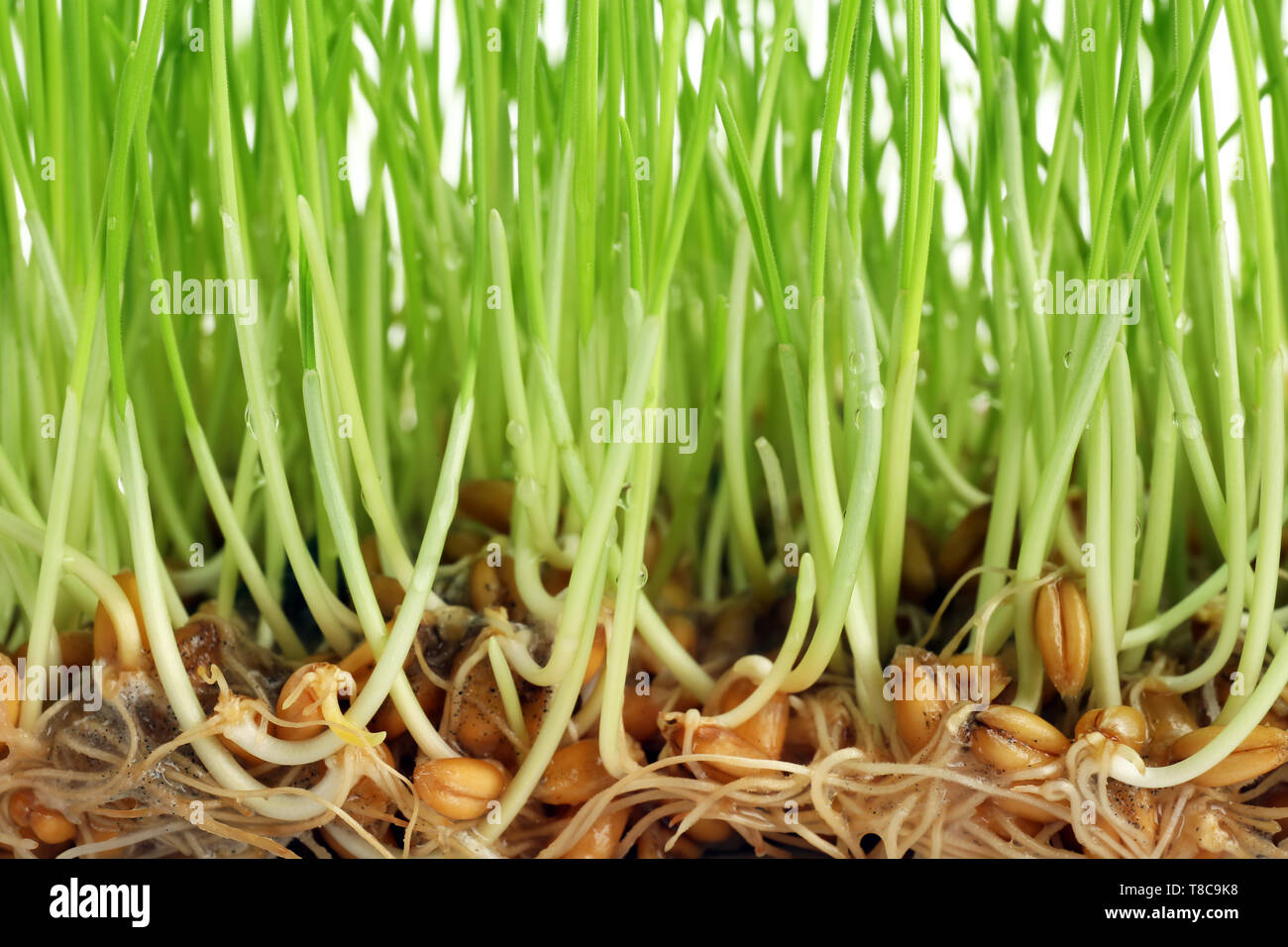 Sprouted wheat grass, closeup Stock Photo - Alamy