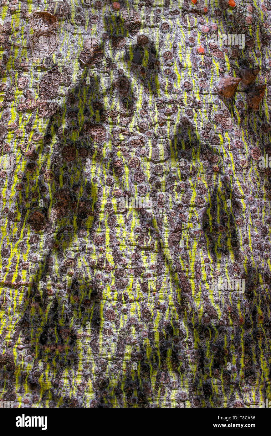 Surface ceiba speciosa chorisia hi-res stock photography and images - Alamy