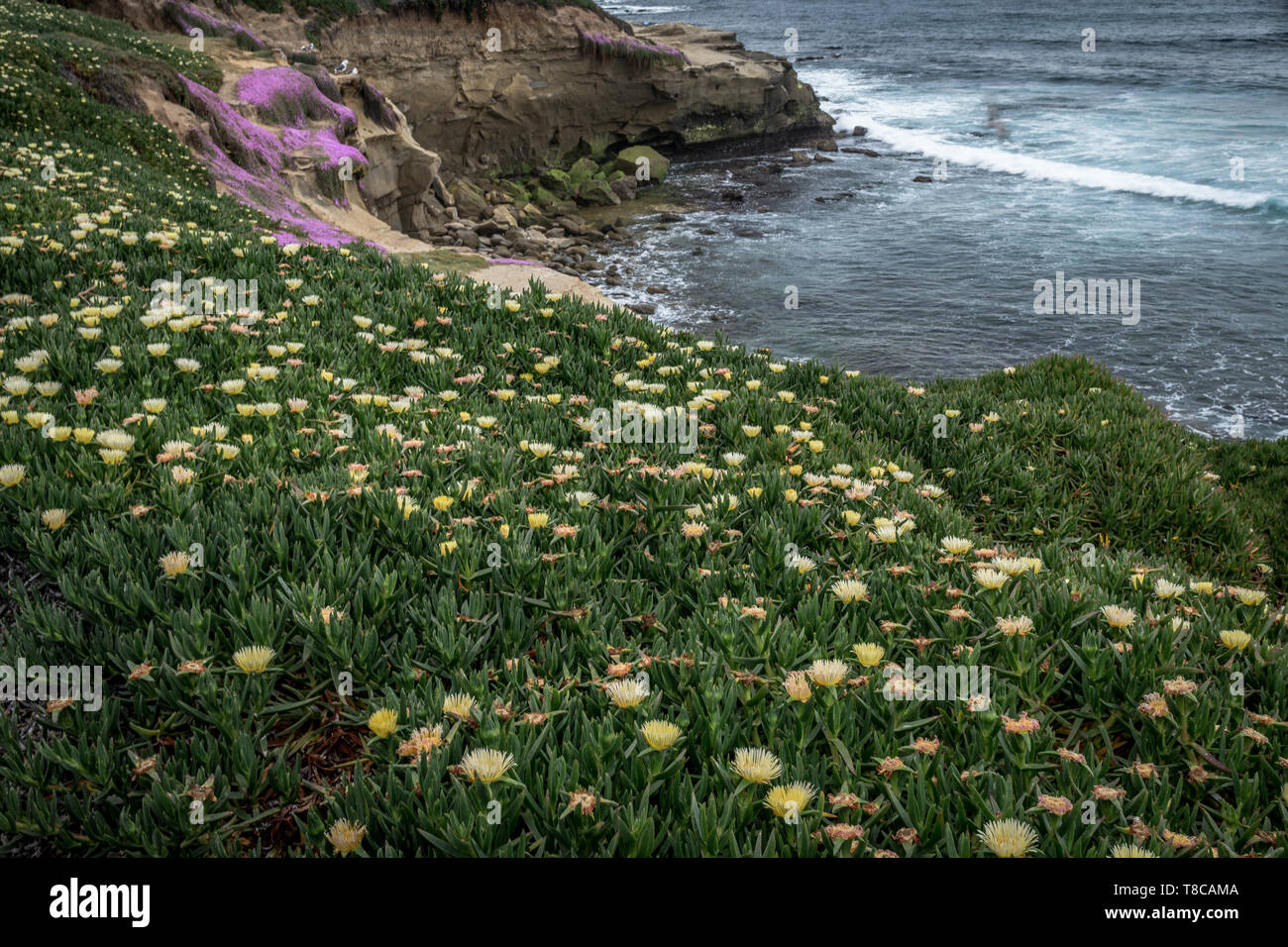 Springtime in full display along the California Coast in San Diego USA ...