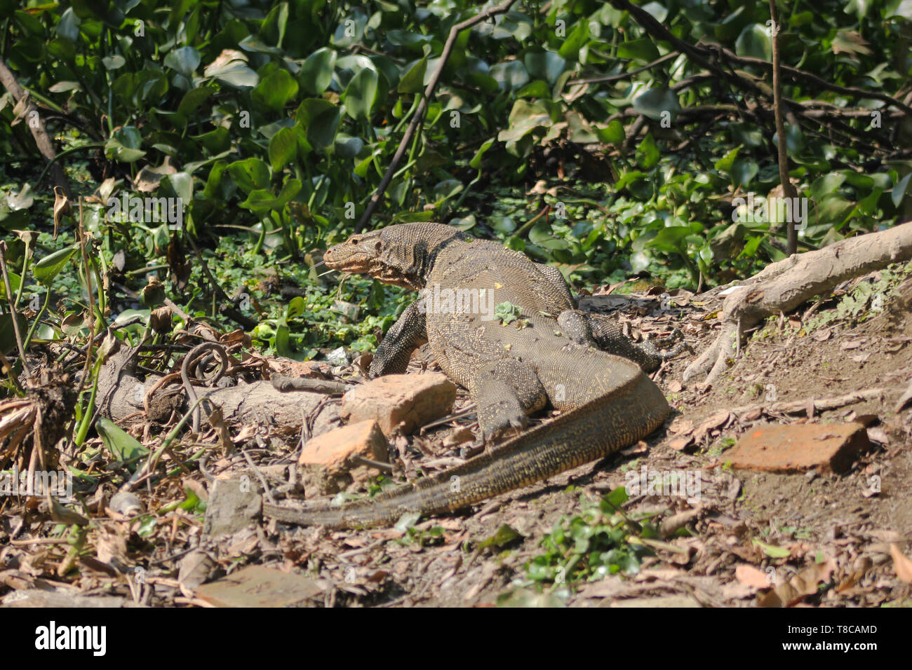 Monster Lizard High Resolution Stock Photography and Images - Alamy