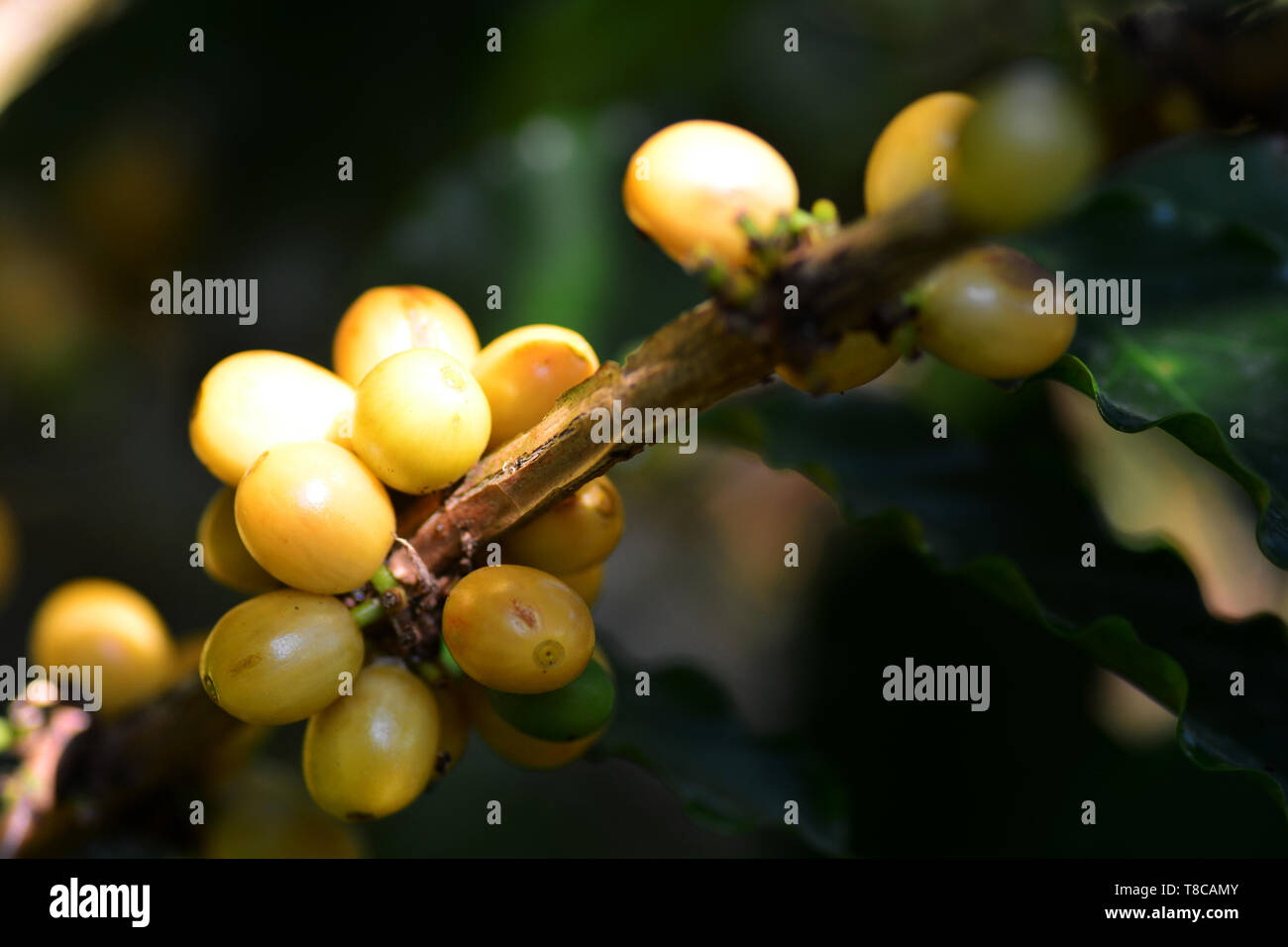 Yellow typical coffee Stock Photo - Alamy