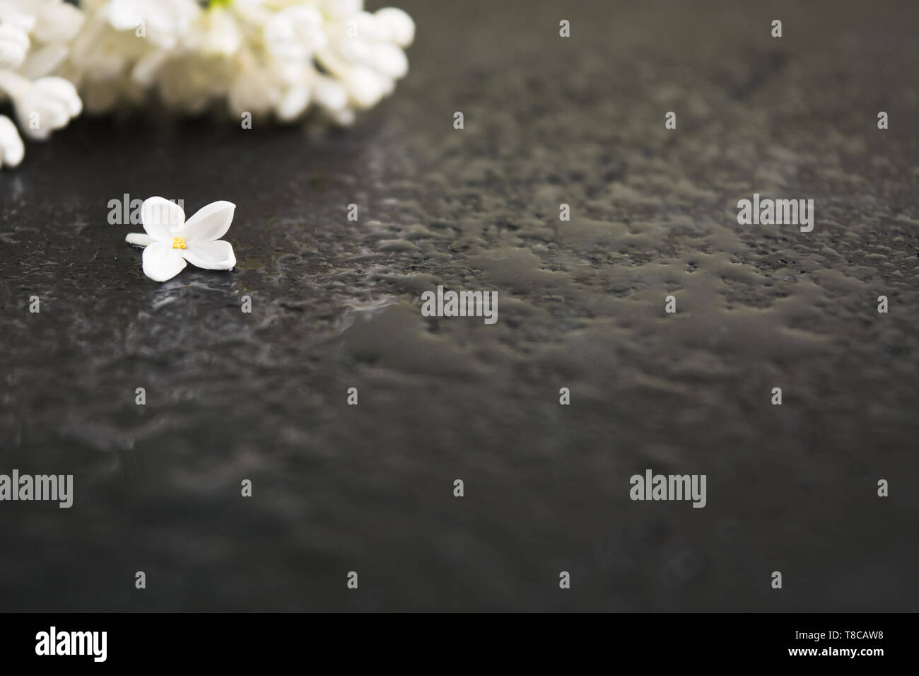 Spa concept with white aroma lilac on wet black background after rain ...