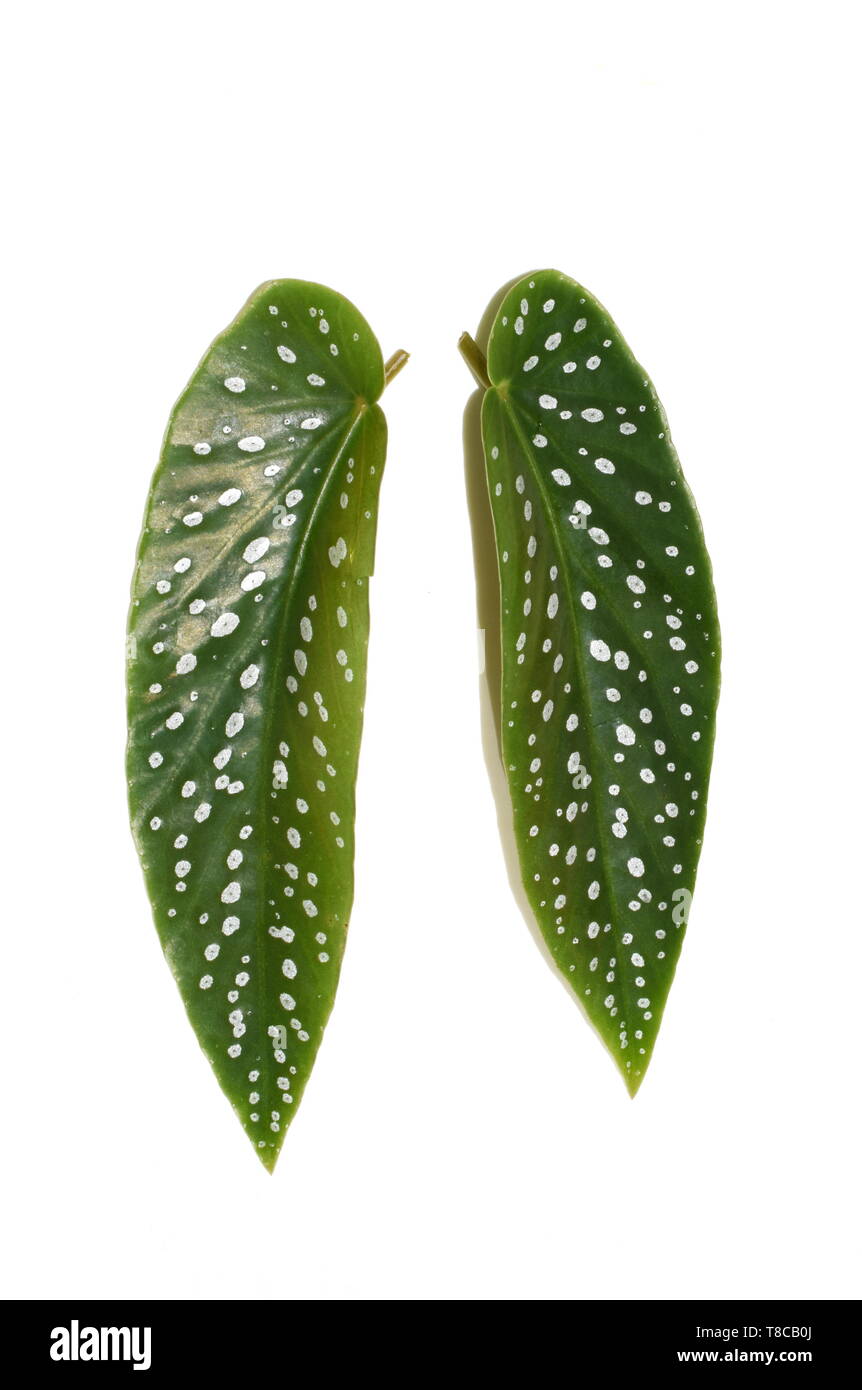 Begonia leaves hi-res stock photography and images - Alamy